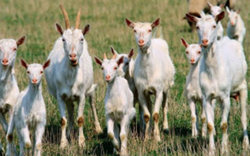 Úbere das cabras - Revista Globo Rural | GR Responde