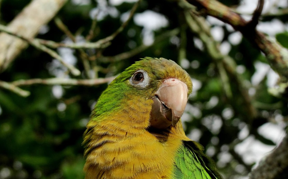 Registros da Caatinga revelam detalhes do bioma exclusivo do Brasil ...