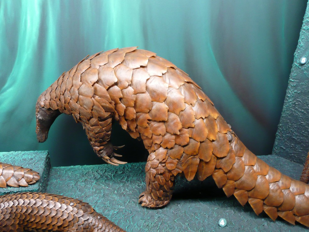 Giant Pangolin Reproduction