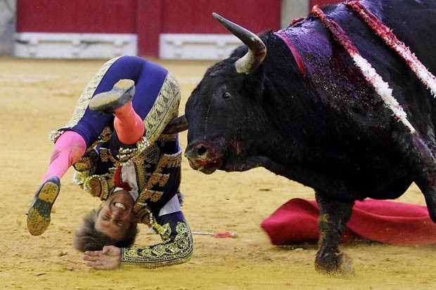 G1 - Touro acerta chifrada na virilha e ergue toureiro do chão na ...