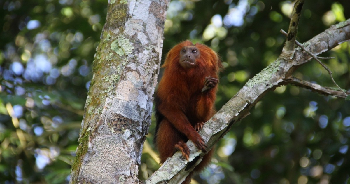 G1 - Projeto de preservação do mico-leão em Casimiro, RJ, é finalista ...