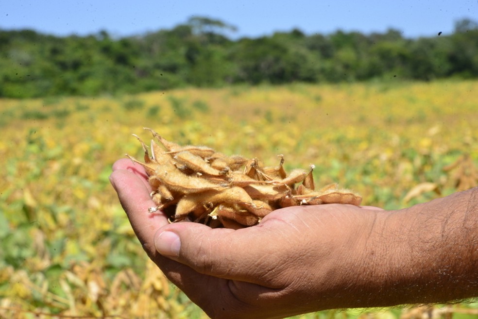Produtores de RR esperam colher 100 mil toneladas de soja na safra de ...