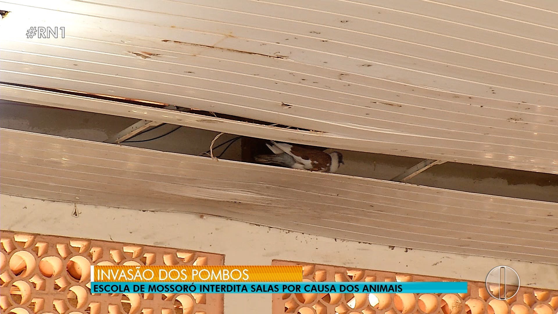 VÍDEOS: RN TV 1 de terça-feira, 23 de outubro | Rio Grande do Norte | G1