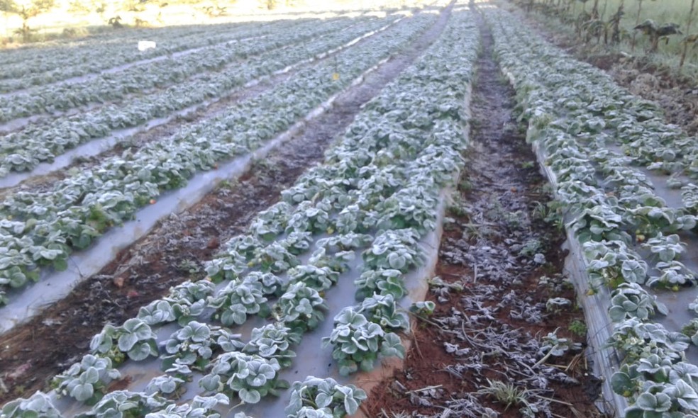 Paraná amanhece com temperaturas negativas e geada em várias regiões ...
