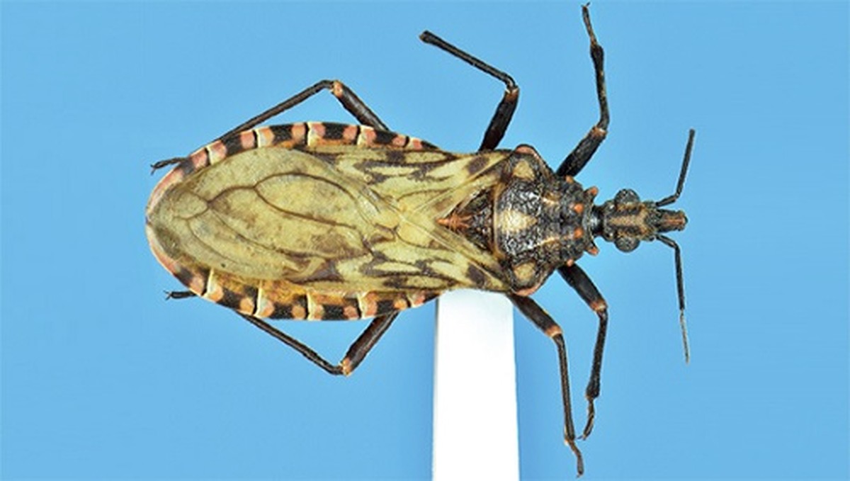 Fiocruz descobre nova espécie do inseto barbeiro transmissor da doença ...