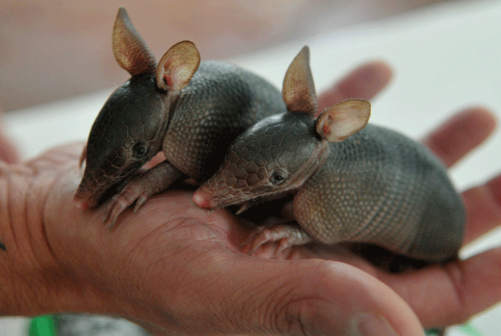 Filhotes De Tatu Bola - RETOEDU