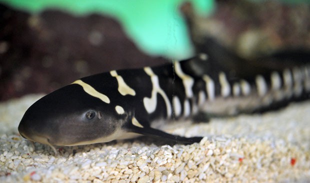 Natureza - Aquário apresenta primeira filmagem de nascimento de tubarão ...