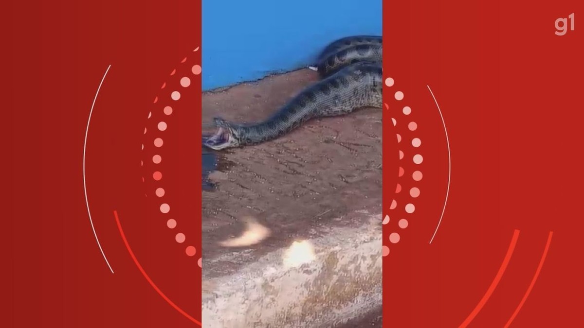 Sucuri é flagrada em praia artificial de Miguelópolis, SP; vídeo | Ribeirão Preto e Franca | G1