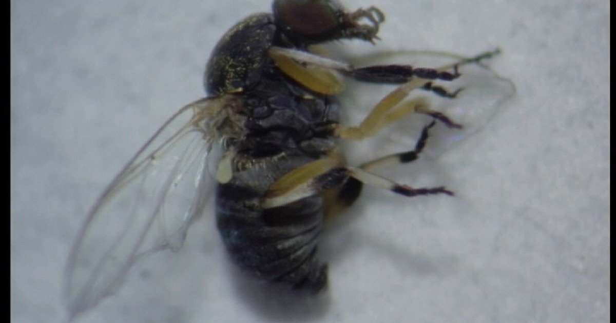 G1 - Aplicação de inseticida biológico na água ajuda a combater ...