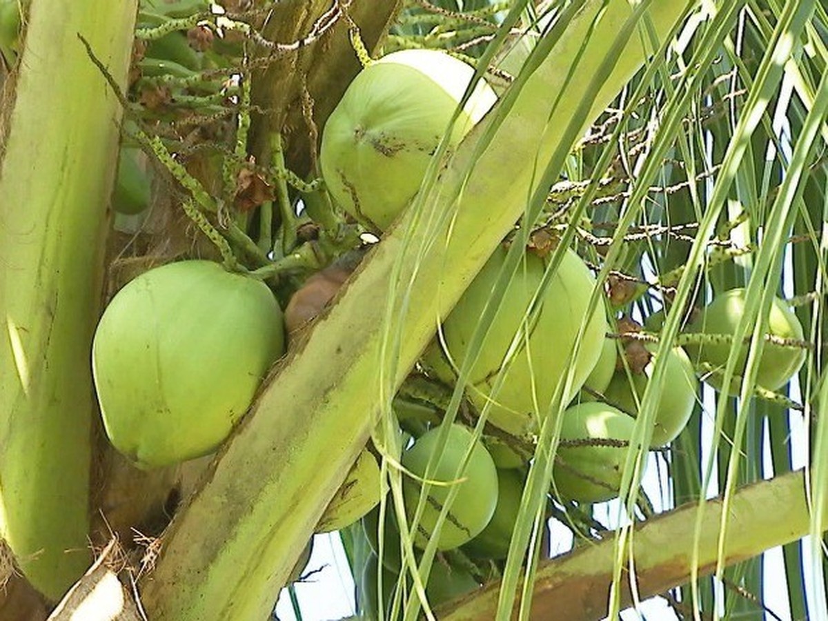 Preço do coco verde tem queda de 19,23% na Ceasa | Ceará | G1