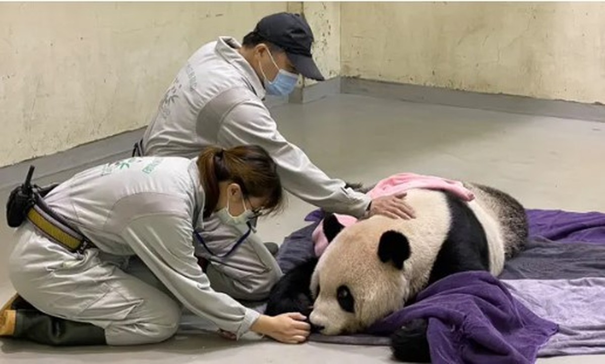 Morre Tuan Tuan, um dos pandas doados pela China ao Taiwan ...
