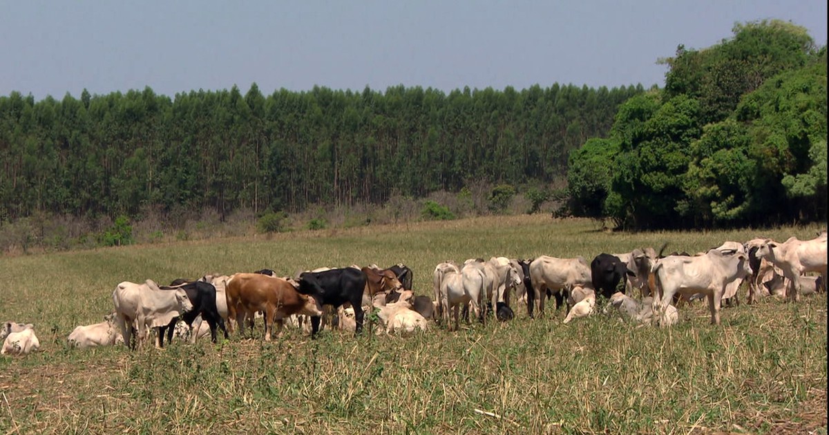Agronegócios - Sistema de integração faz aumentar a produtividade de ...