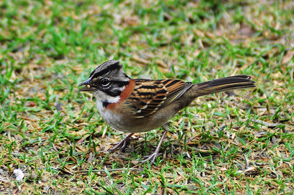 Da canção à fama na natureza: você conhece o tico-tico? | Fauna | G1