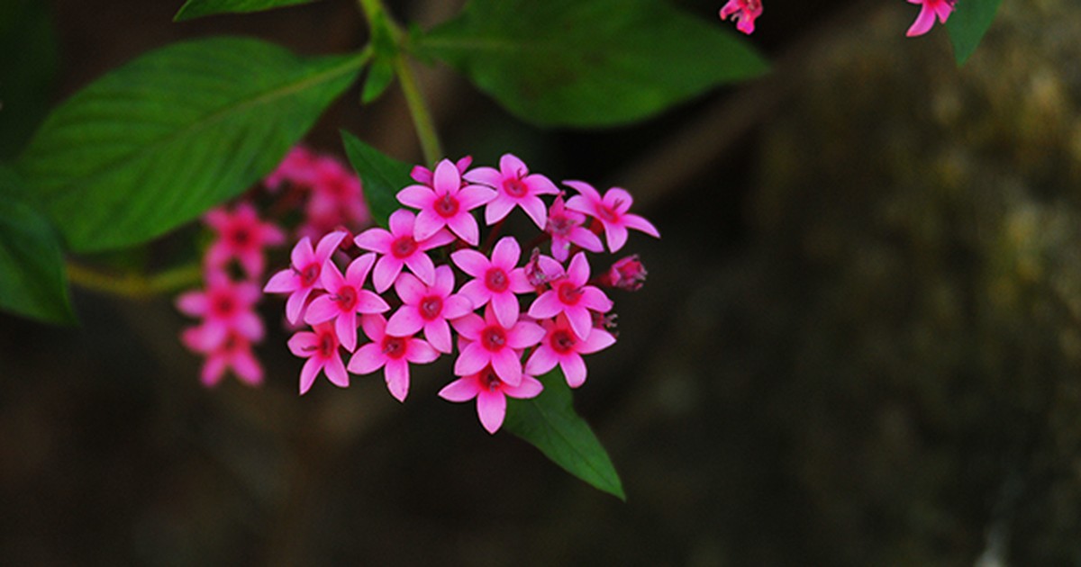 G1 - Estrela-do-egito reúne pequenas e coloridas flores em formato de ...