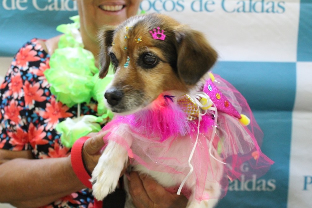 Pets saem no carnaval pelo Brasil; FOTOS | Carnaval 2018 | G1