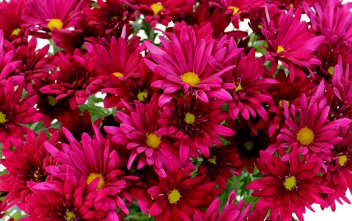 Crisântemo: saiba por que a flor é tão usada em homenagens no Dia de ...