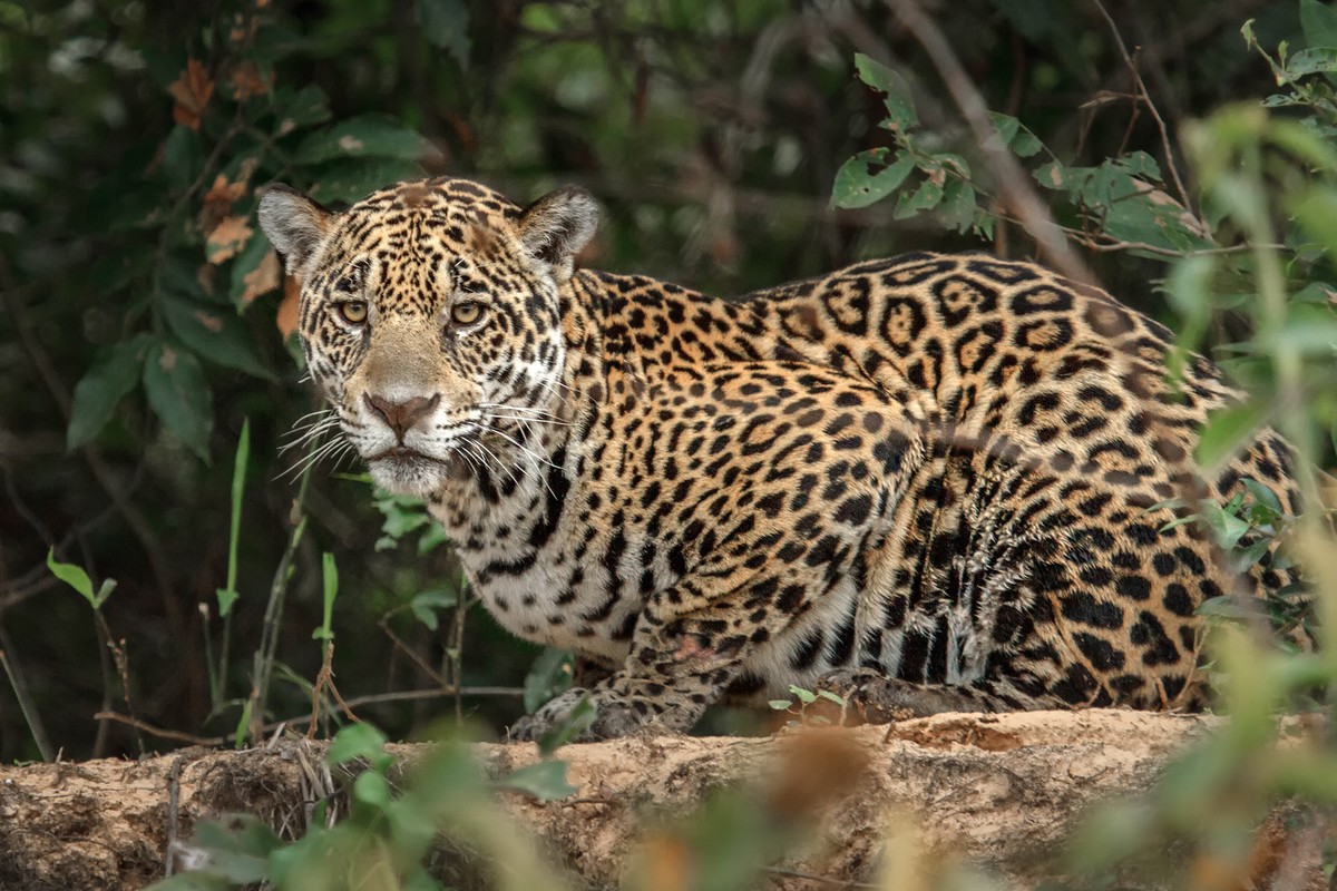 Onça-pintada é destaque entre as fotos feitas por professora | Vc no ...