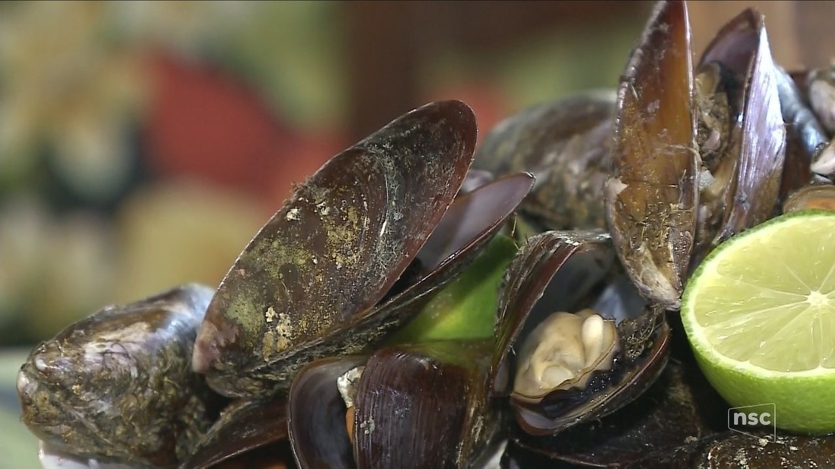 Crônica do JA destaca produção de mariscos em SC | nsctv | Rede Globo