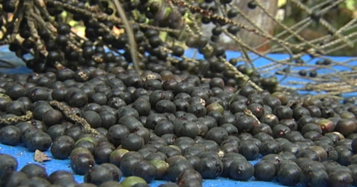 G1 - Estudo encontra resíduos que comprometem a qualidade do açaí ...