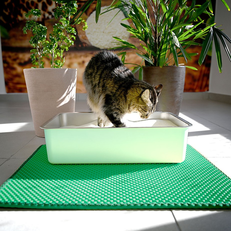Ele cuidava de gatos na infância e hoje fatura R$ 100 milhões com marca ...
