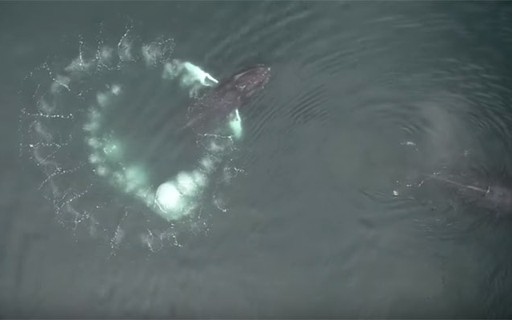 Vídeo impressionante mostra ritual de baleias jubarte para capturar ...