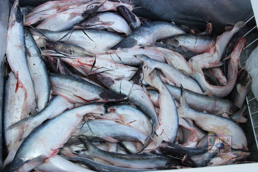 Filé De Mapará Tem Espinho - BRAINCP