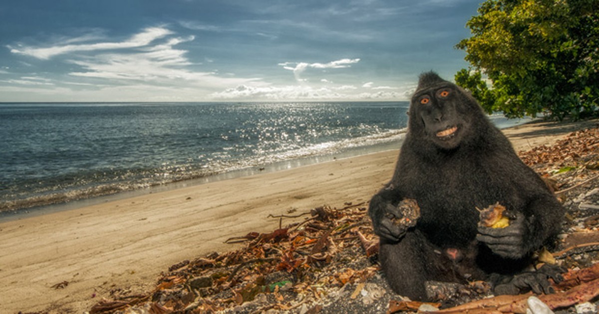 G1 - Fotógrafo registra macaco em pose 'minhas férias' na Indonésia ...