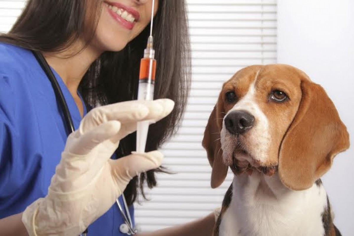 Com Meta De Imunizar 77 9 Mil Cães E Gatos Em Cuiabá Tem Dia D De