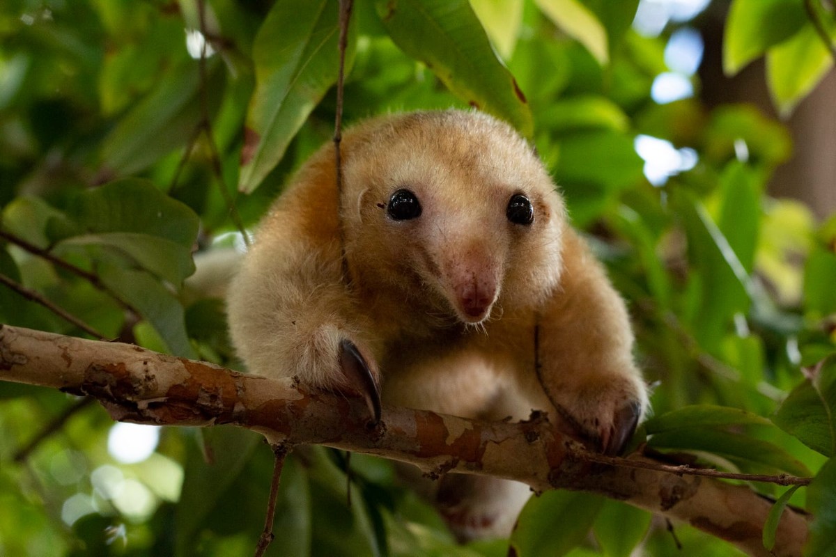 Zoológico no interior de SP recebe tamanduá que pertence à menor ...