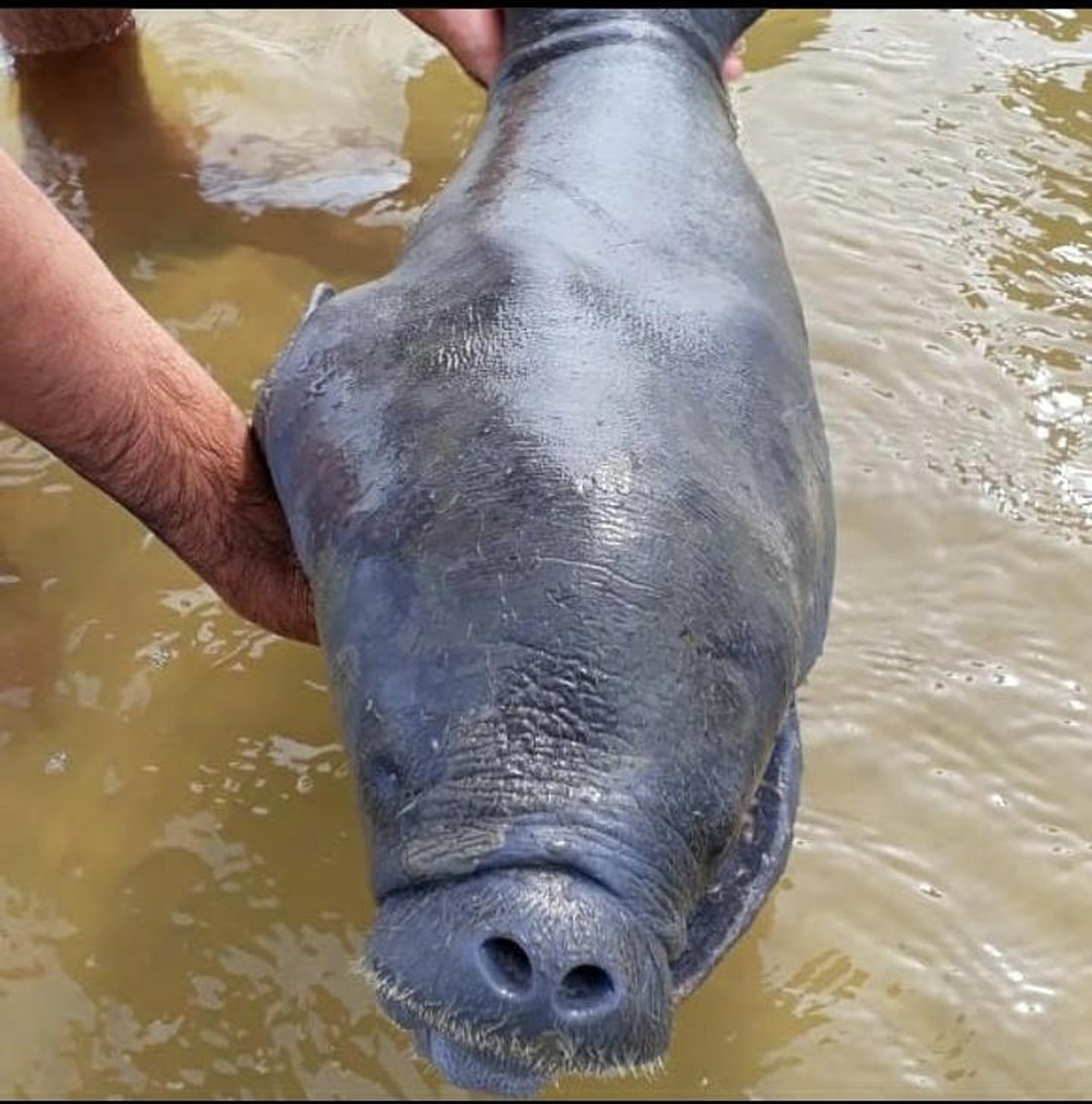 Pescadores resgatam filhote de peixe-boi encalhado em praia de ...