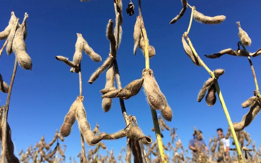 Após aval da Europa, Corteva lança soja Conkesta para competir com a ...