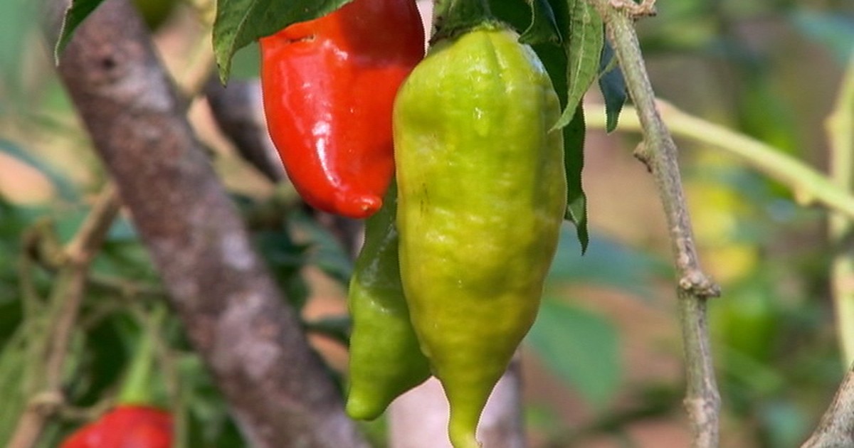 Agronegócios - Índios são mestres no cultivo de dezenas de variedades ...