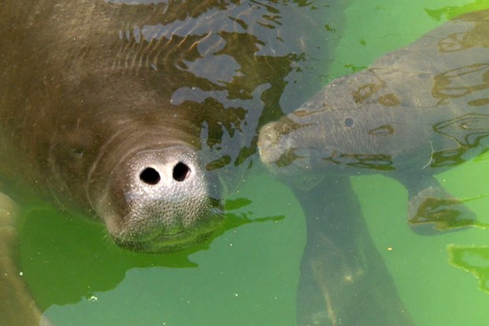 Projeto com peixe-boi-da-amazônia devolve espécie ao habitat natural ...