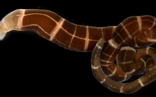 Cientistas descobrem verme que consegue fazer crescer uma nova cabeça ...