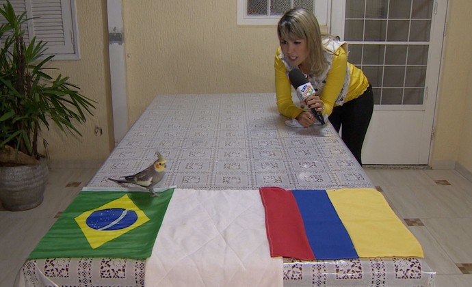 Calopsita confia em Brasil nas quartas, mas prevê derrota contra ...