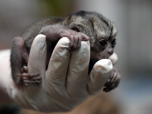 Natureza - Macaco recém-nascido é alimentado em abrigo para animais na ...