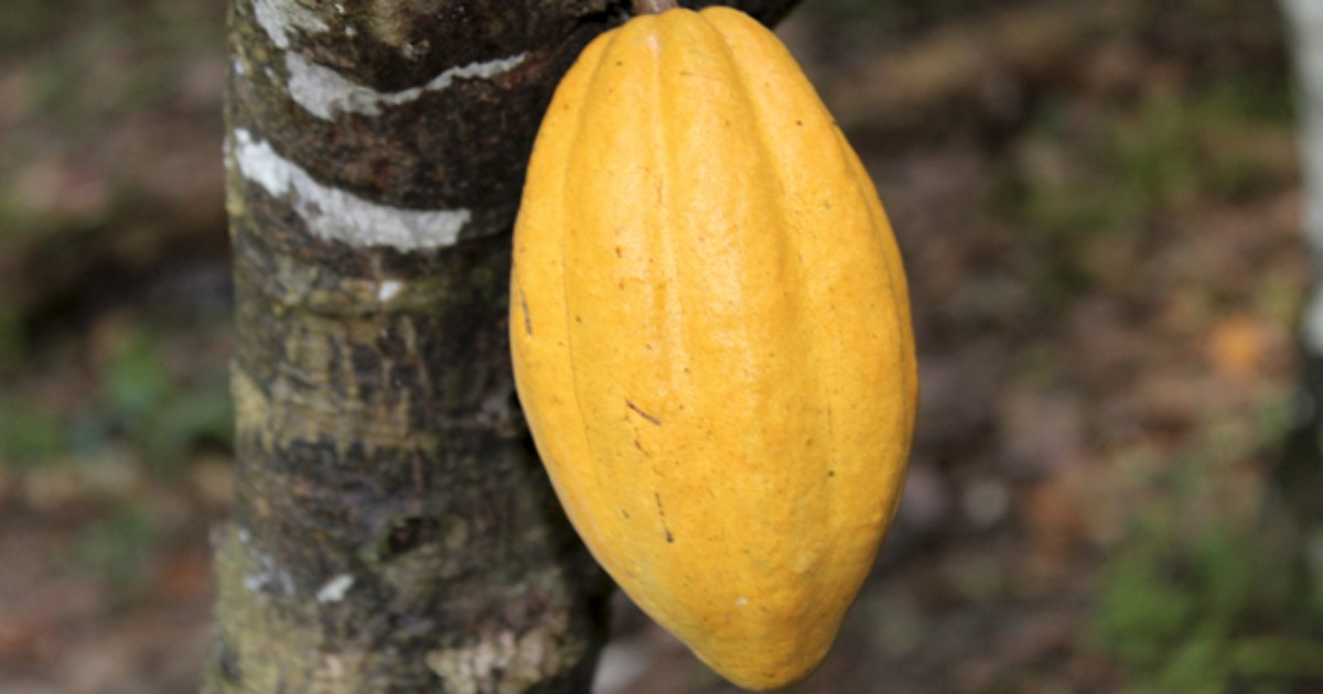 G1 - Cacaueiro - notícias em Flora