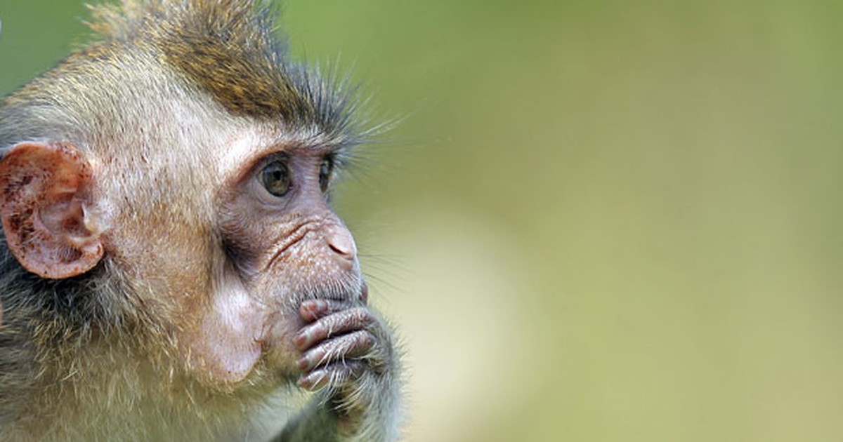 G1 - Macaco é fotografado em momento 'pensador' em parque de Cingapura ...