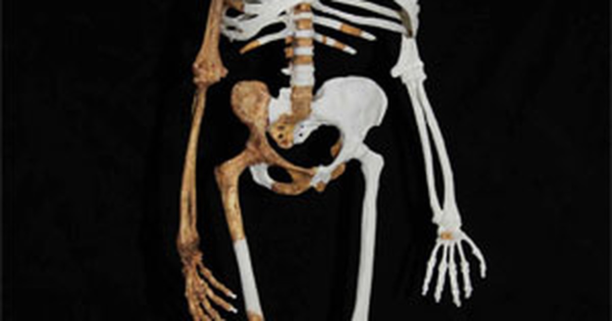G1 - Australopiteco une característica humana e de macaco, revela ...