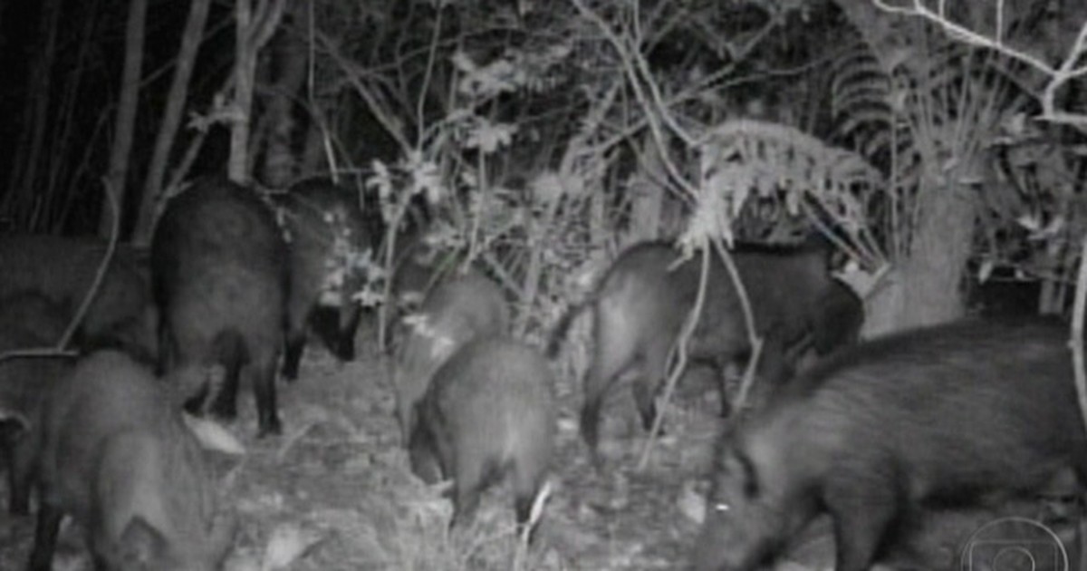 Agronegócios - Ataque de javalis em lavouras de milho preocupa ...