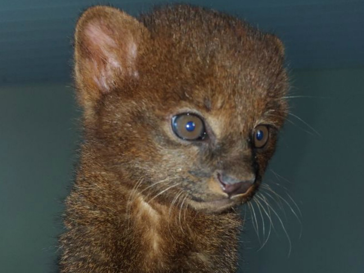 Filhote de gato-mourisco é novo morador do Zoológico Municipal de ...