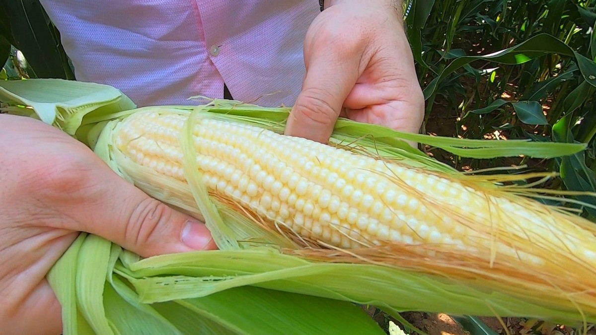 Produtores colhem safra do milho verde | Nosso Campo | G1