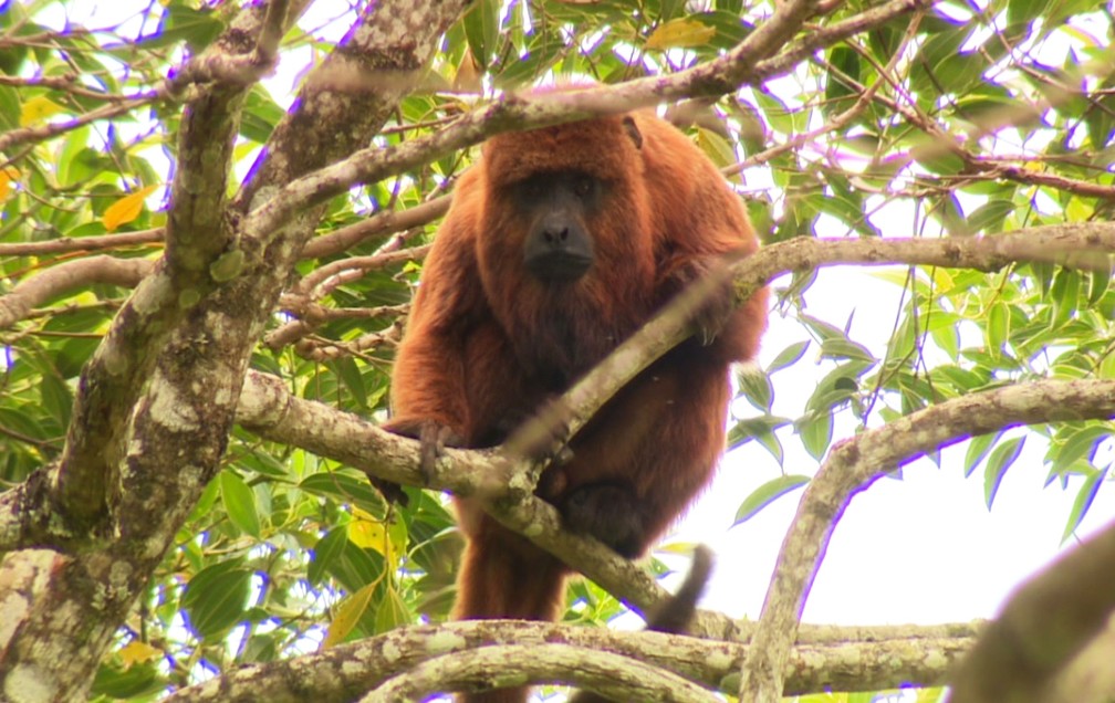 Fotógrafo filma bugio vocalizando no interior da mata em Caldas (MG ...