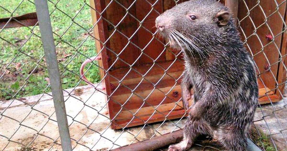 G1 - Paca é capturada em residência no interior do Acre - notícias em Acre