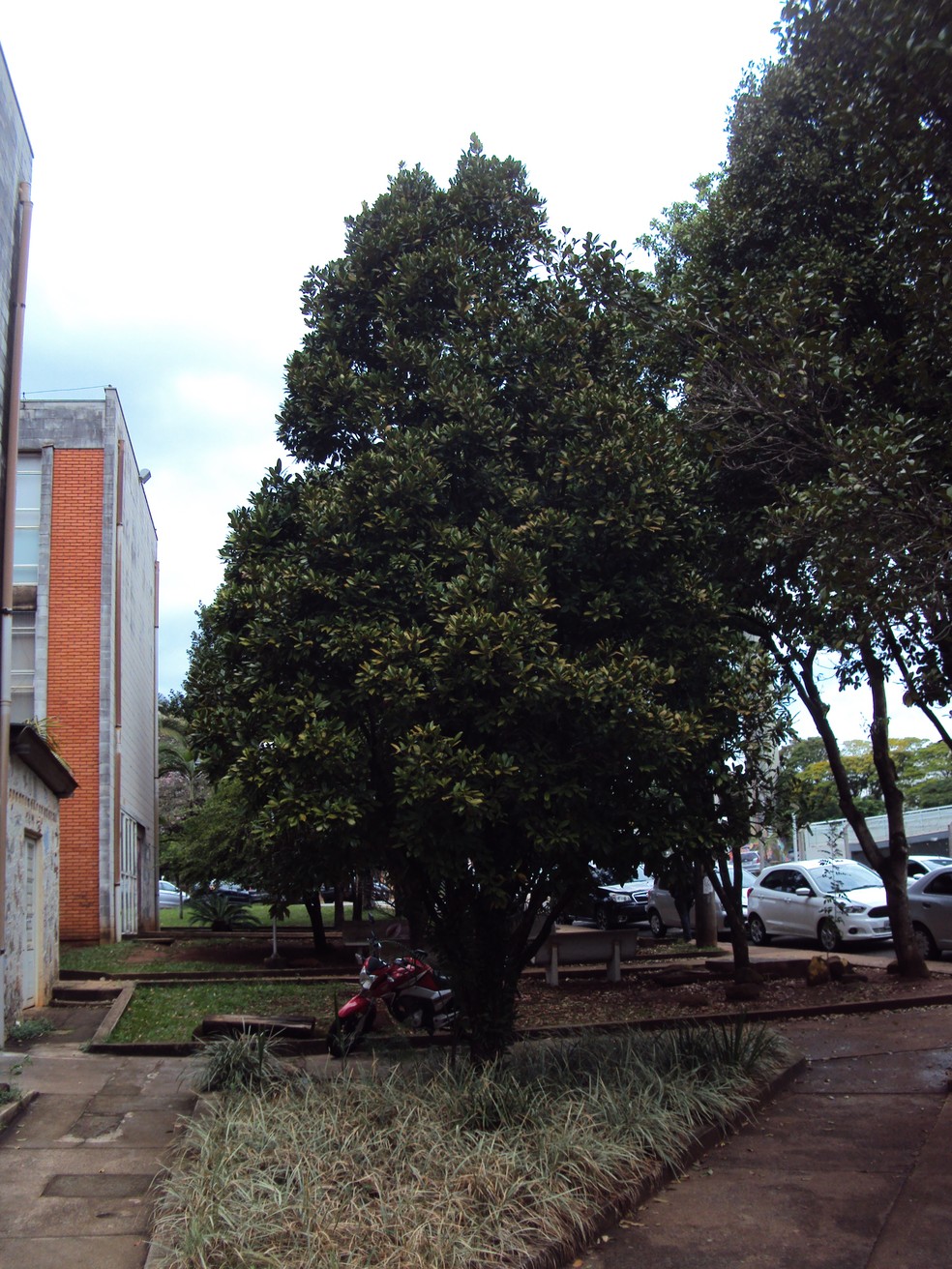 Caminhada educativa: árvores são observadas em passeio pela UNICAMP ...