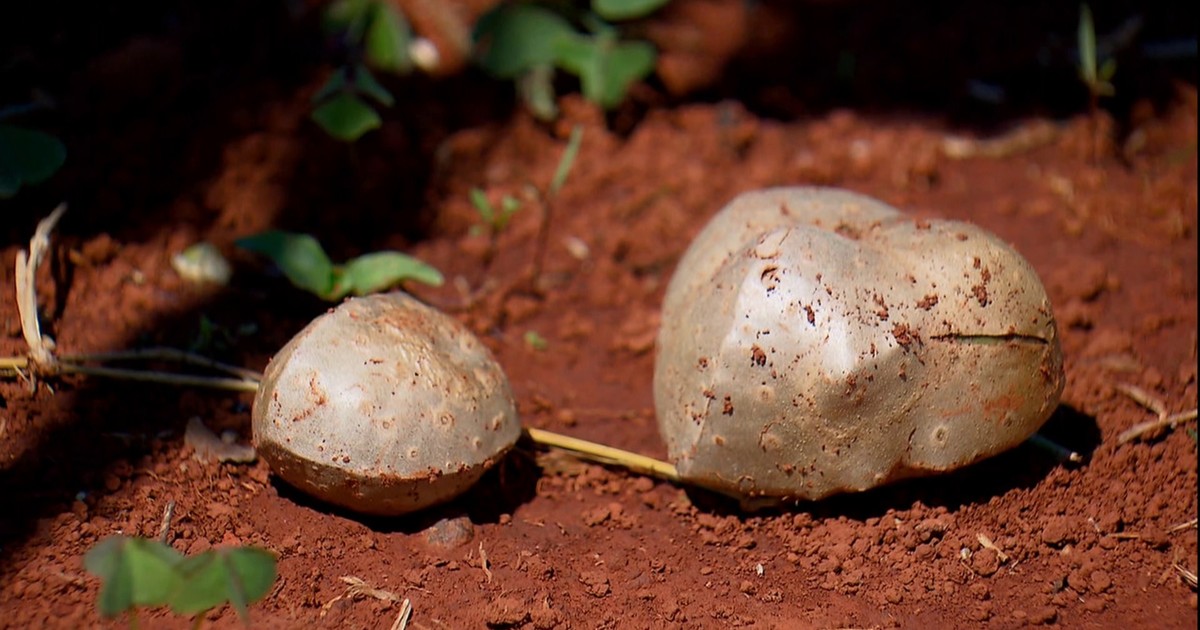 Agronegócios - Aprenda como cultivar o cará-moela