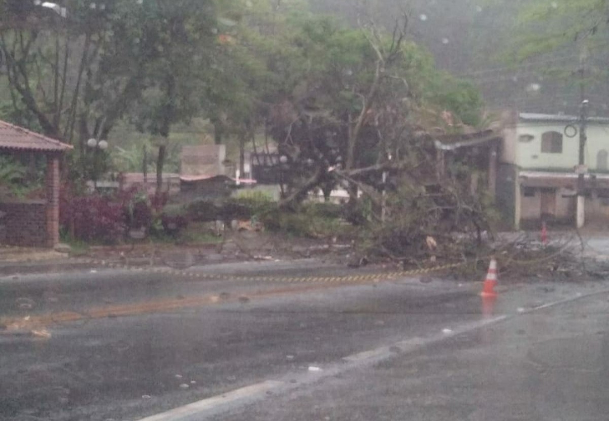 Árvore cai e interdita parte da RJ-145, em Valença | Sul do Rio e Costa ...