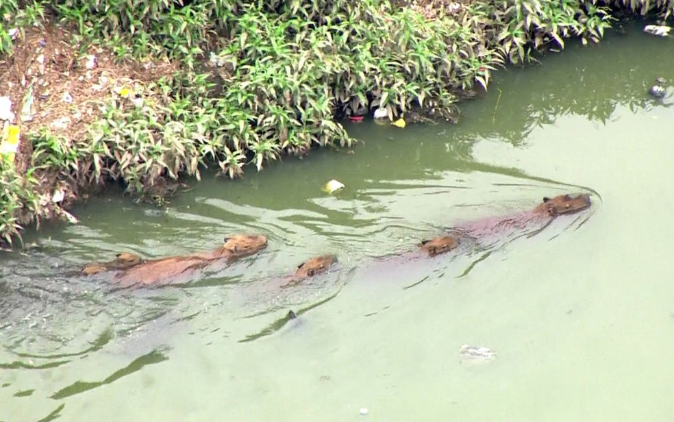 Família de capivaras é vista nadando no Rio Pinheiros, em SP; veja ...