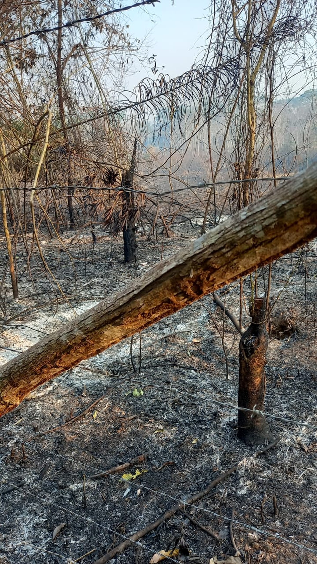 Incêndio atinge área reflorestada há mais de 30 anos próximo à sede da ...