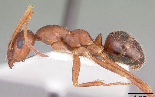 Formiga pulveriza inimigas com ácido e usa cabeças delas como decoração ...